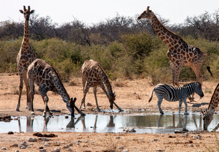 Shop - African Advanced Academy