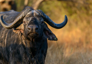 Home - African Advanced Academy