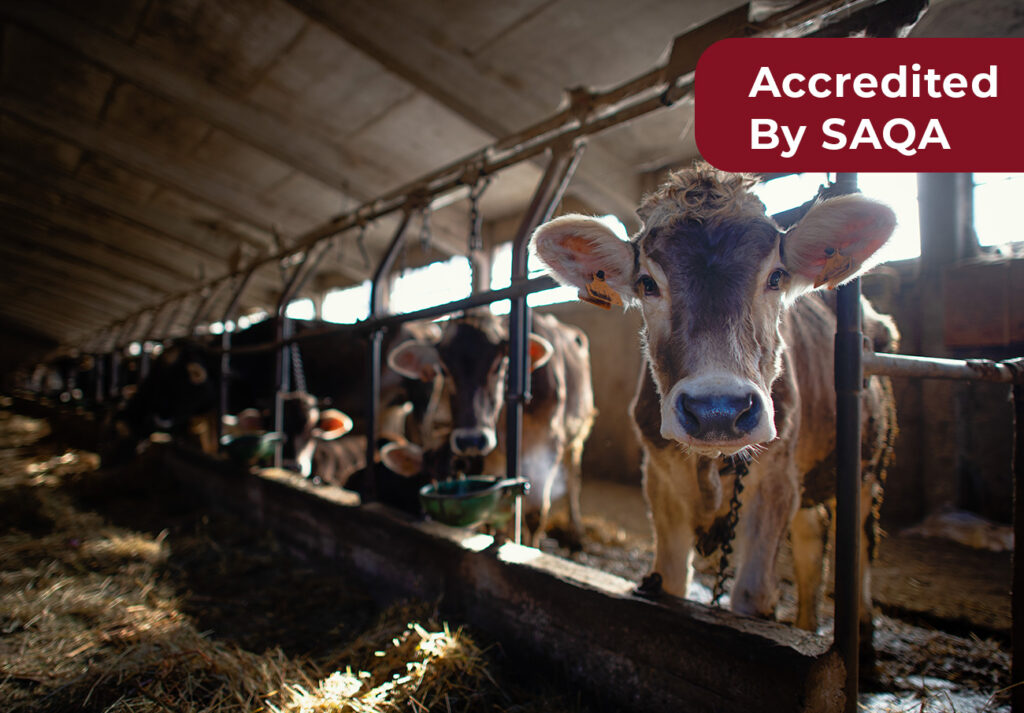 Shop - African Advanced Academy