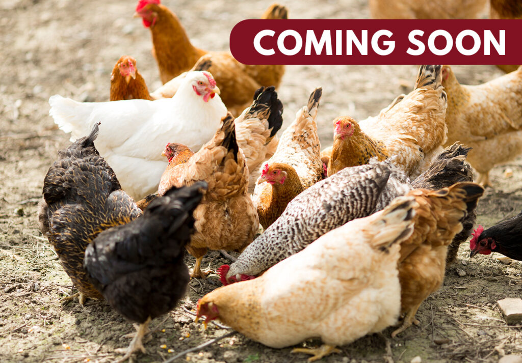 Shop - African Advanced Academy