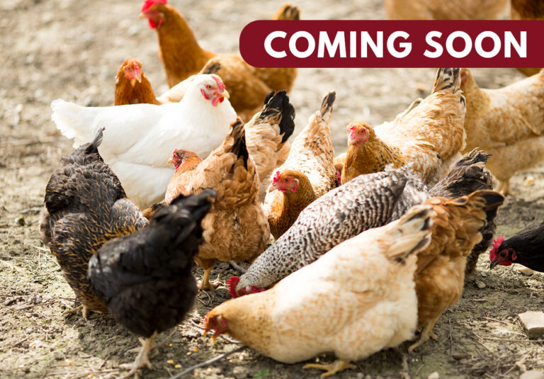 Shop - African Advanced Academy