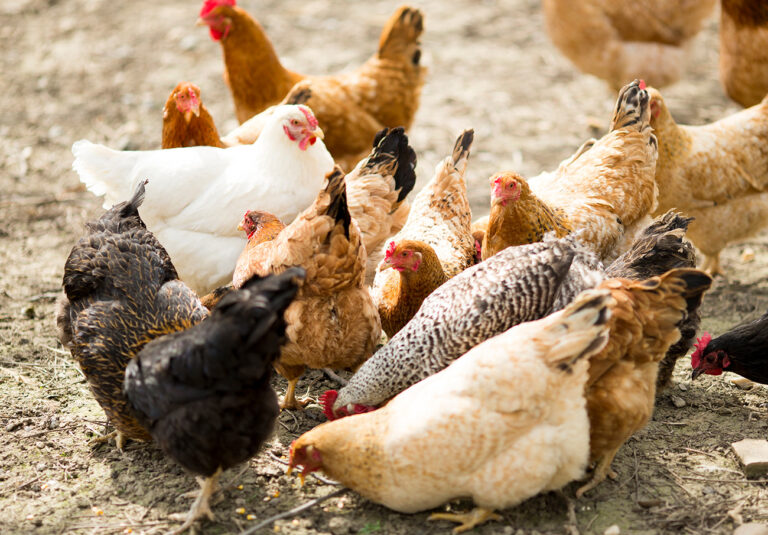 National Certificate in Poultry Production (NQF3) - African Advanced ...